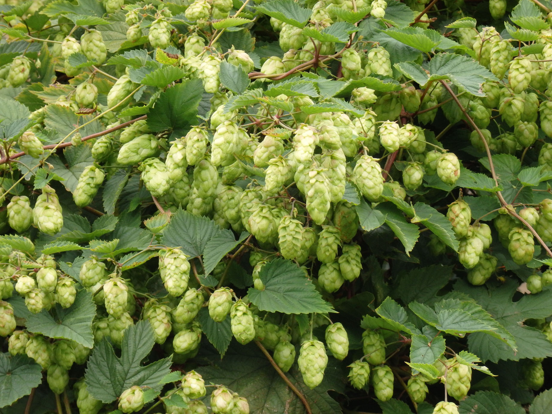 Heritage & History – Why we grow hops and what we do with them! A ...